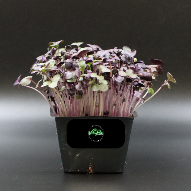 Production de micro-pousses en jardin vivant ! – Verti-Pousse