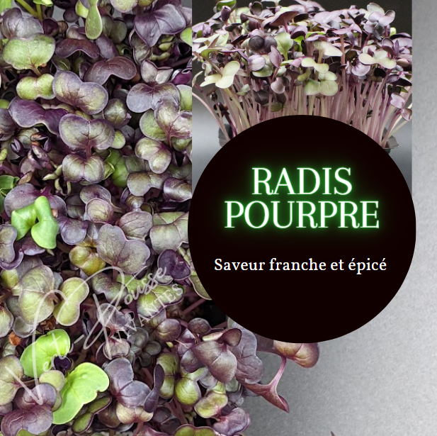 RADIS ROUGE – Verti-Pousse