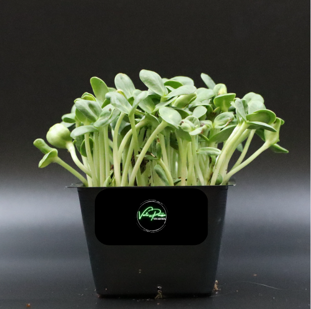 Production de micro-pousses en jardin vivant ! – Verti-Pousse